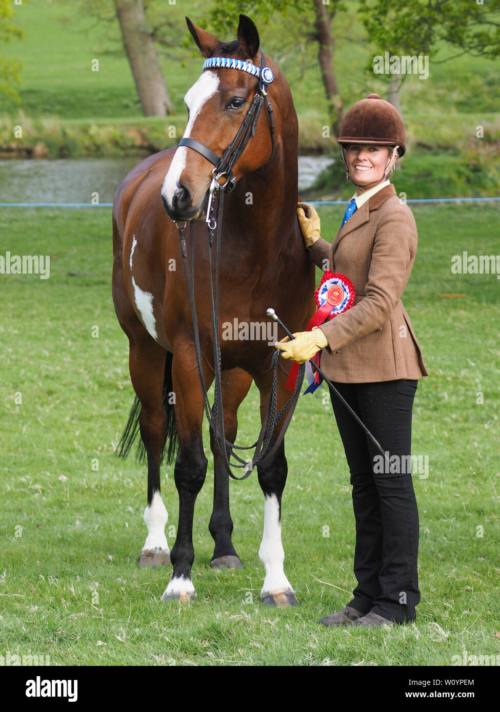 A beautiful horse stands in the show ring Stock Photo - Alamy