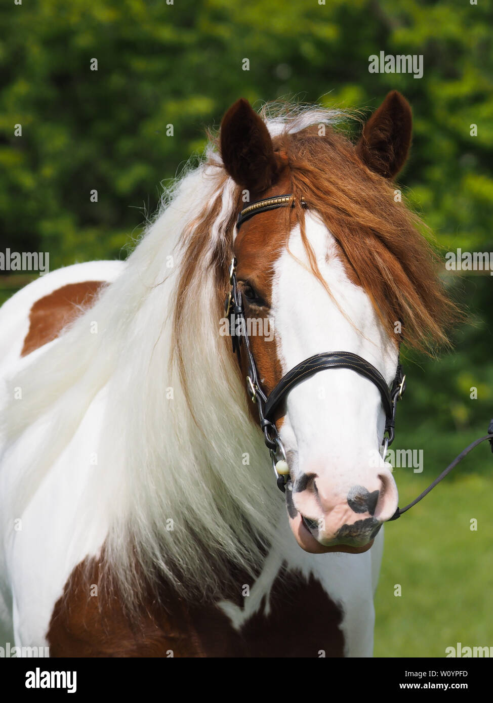 A head shot of a skewbald traditional gypsy cob in a snaffle bridle ...