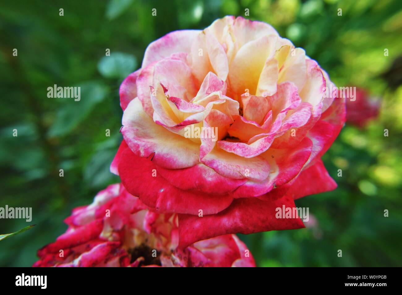 Single macro rose flower plant Stock Photo - Alamy