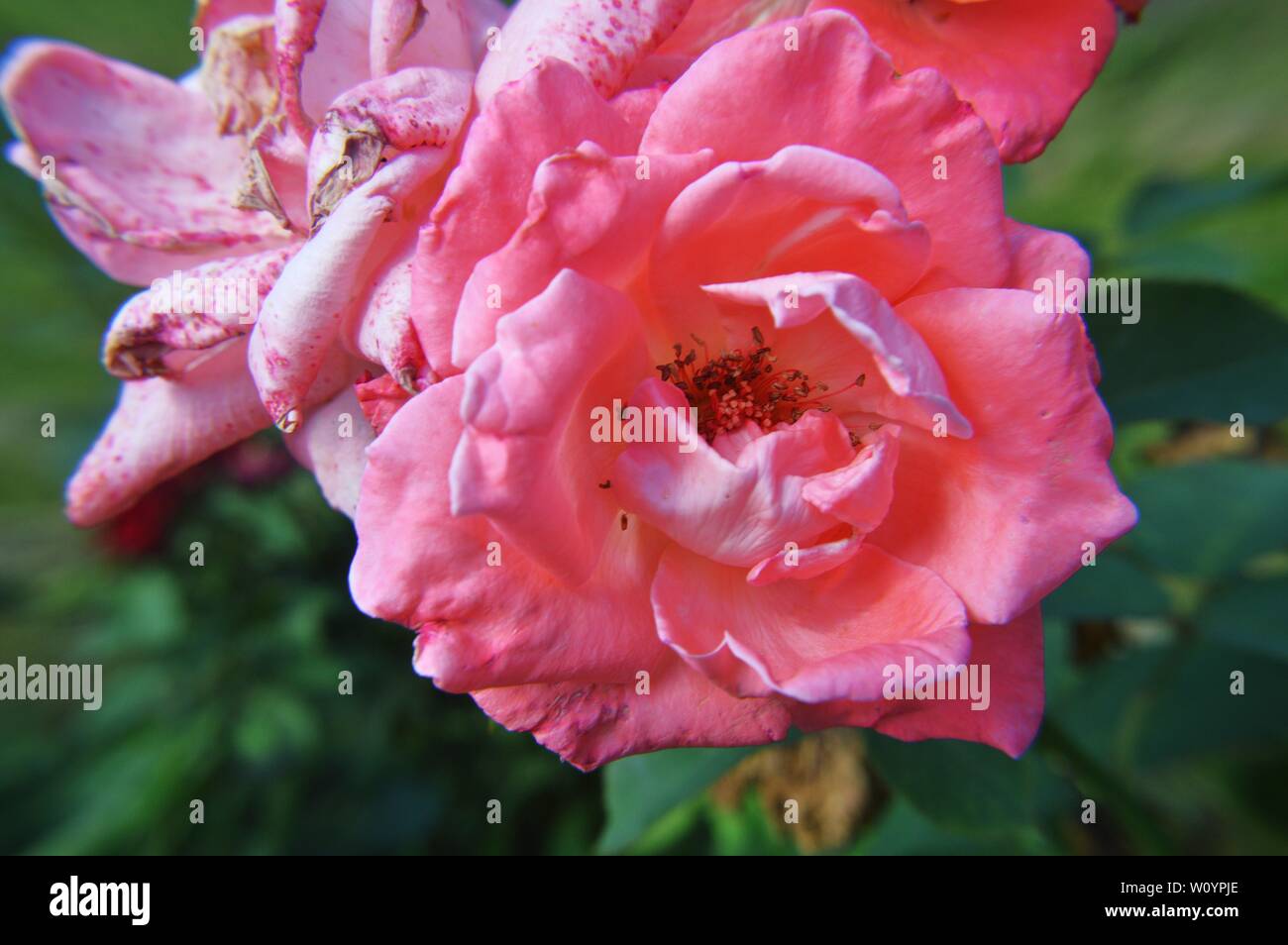 Single macro rose flower plant Stock Photo - Alamy