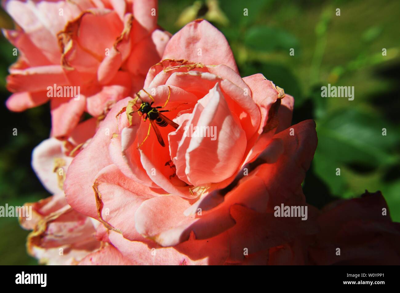 Single macro rose flower plant Stock Photo - Alamy