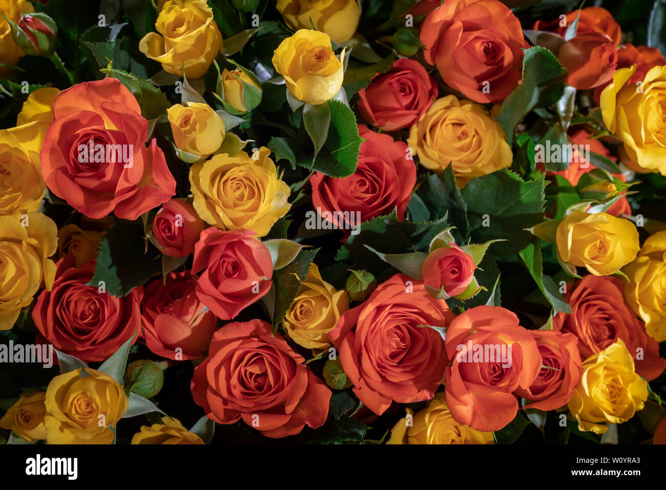 A very many of yellow and red creamy color roses in the front view ...