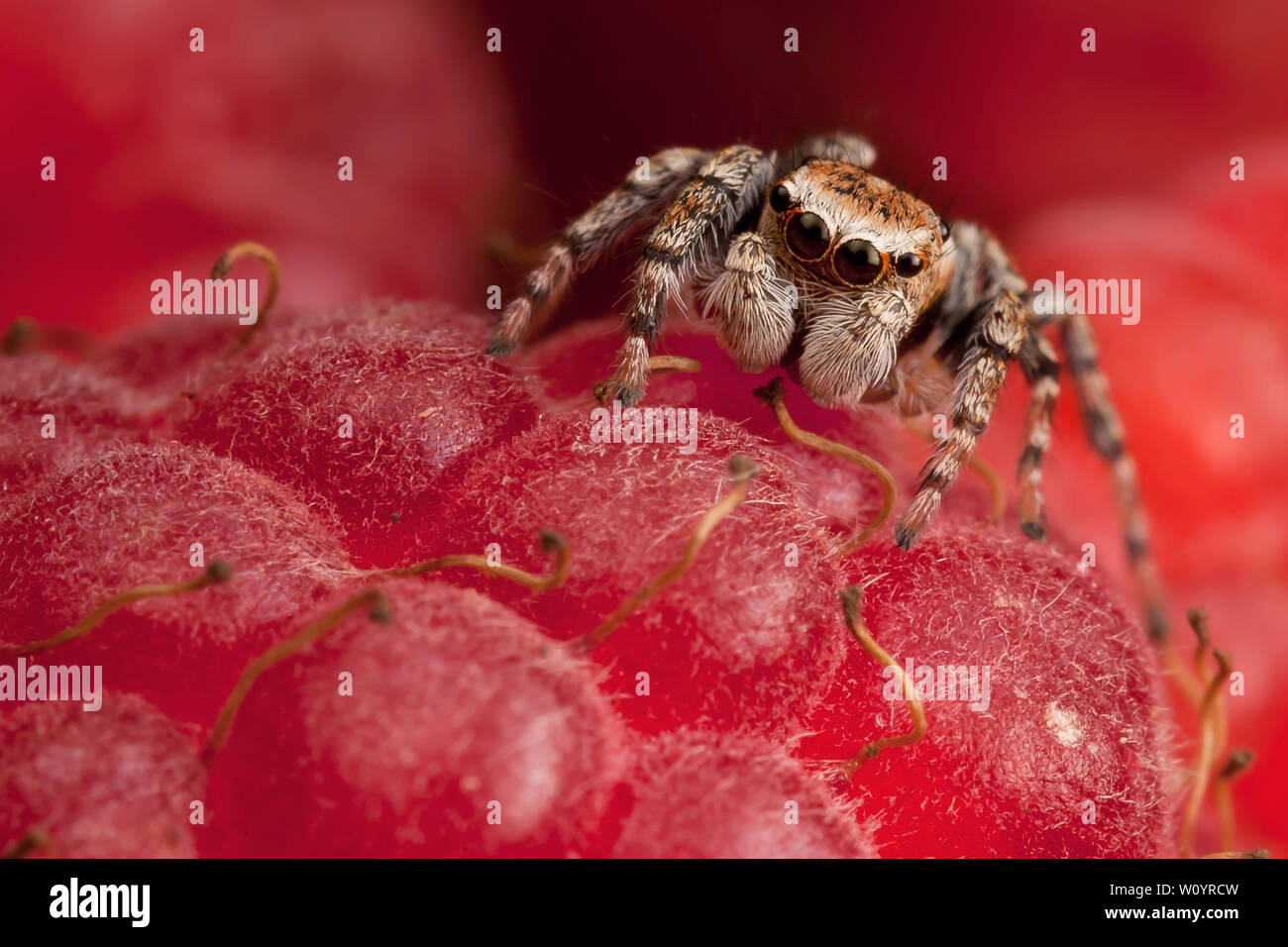 Jumping spider and raspberry Stock Photo - Alamy