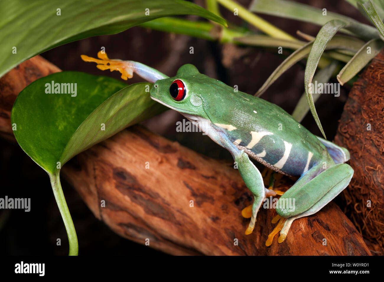 Red-eyed tree frog touches leaf Stock Photo - Alamy