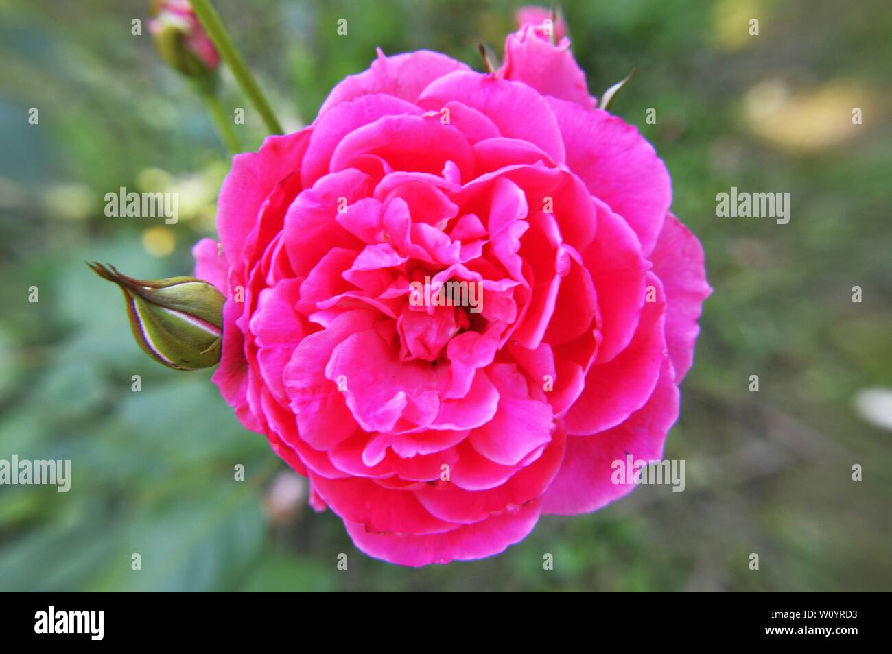 Single macro rose flower plant Stock Photo - Alamy