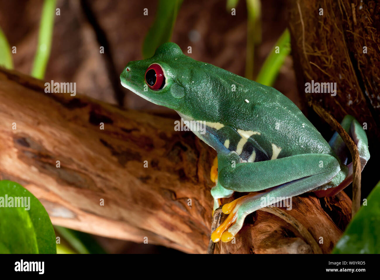 Female green tree frog hi-res stock photography and images - Alamy