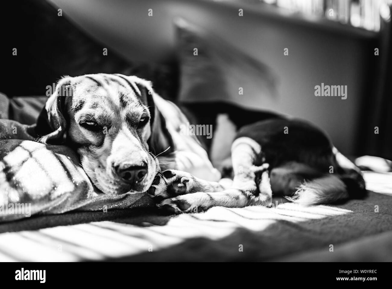 Beagle dog lying down on a sofa resting during summer heat wave. Black ...