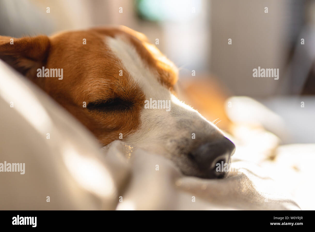 Beagle dog sleeping on a sofa resting during summer heat wave. Sun rays ...