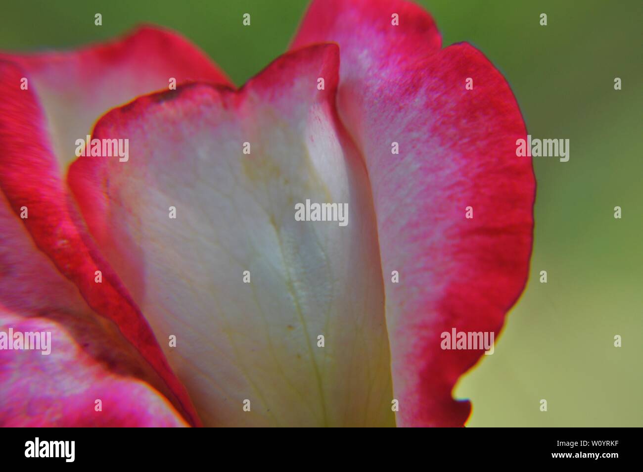 Single macro rose flower plant Stock Photo - Alamy