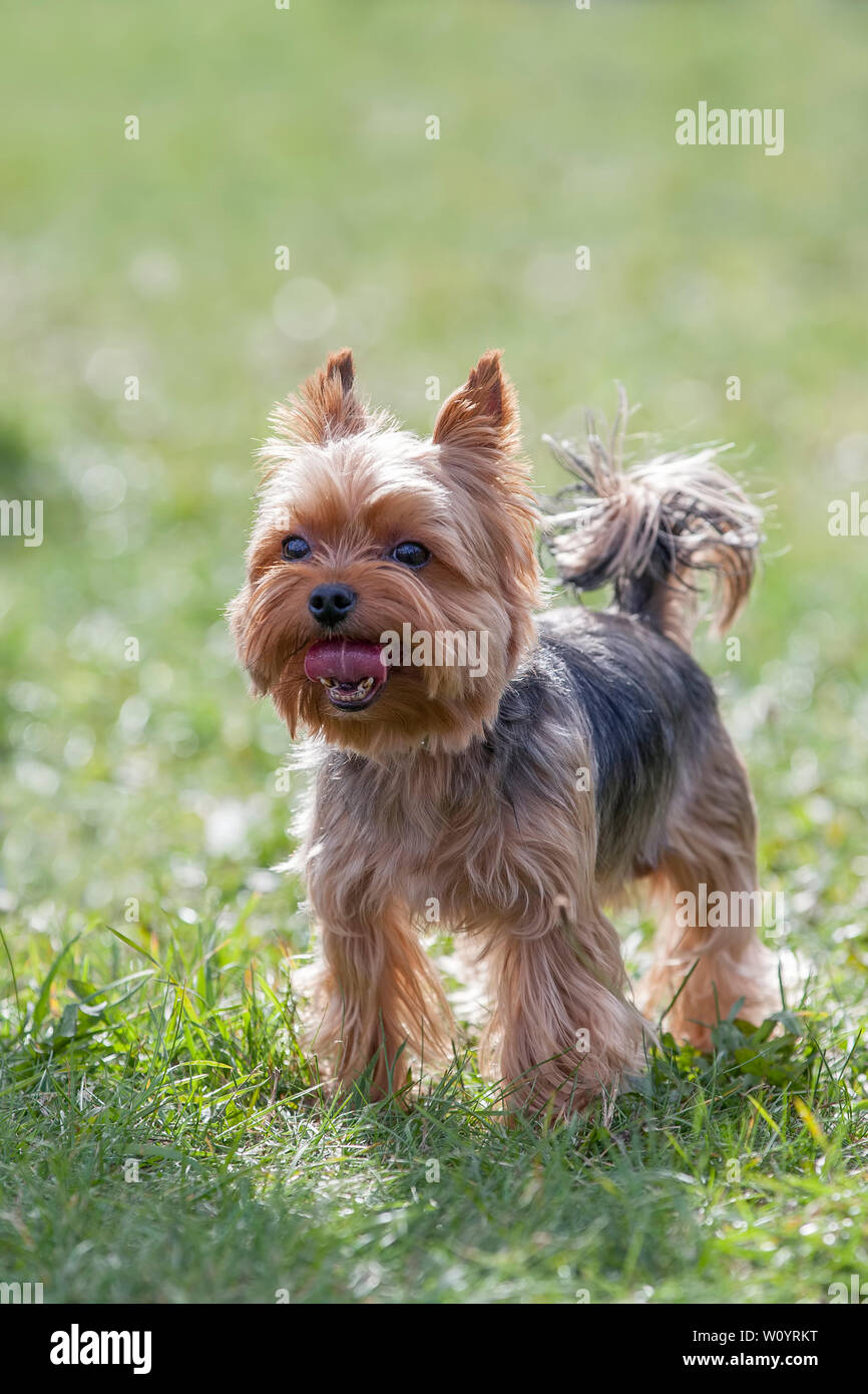 Yorkie in nature hi-res stock photography and images - Alamy