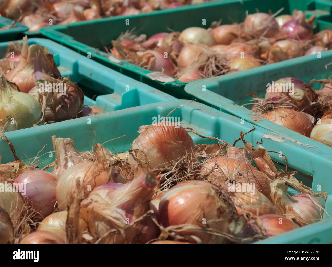 Yellow and red onion hi-res stock photography and images - Alamy