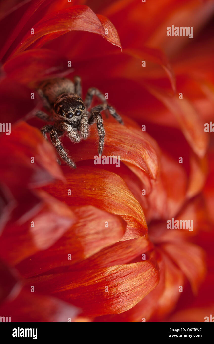 Red spider flower hi-res stock photography and images - Alamy