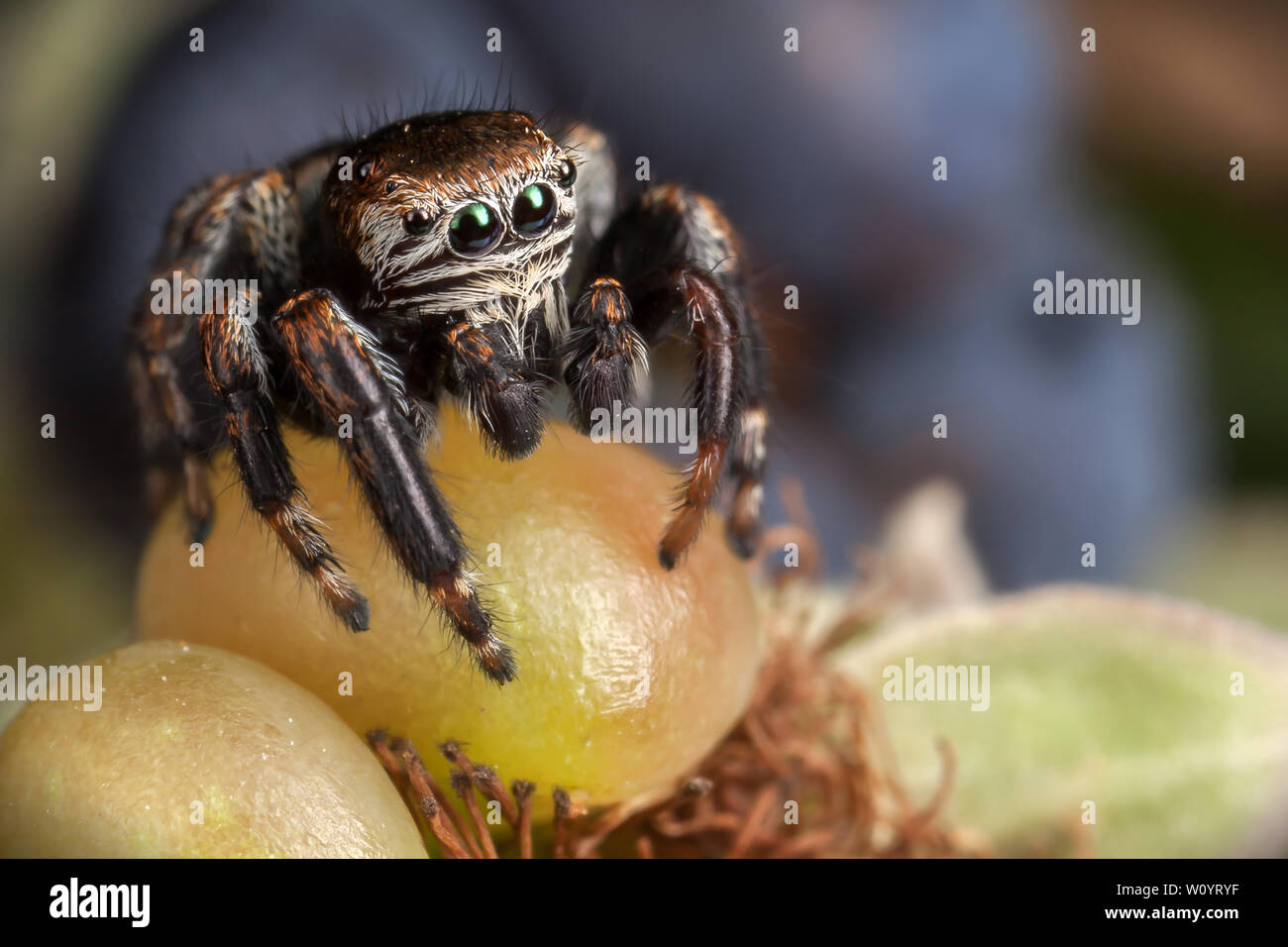 Berry with legs hi-res stock photography and images - Alamy