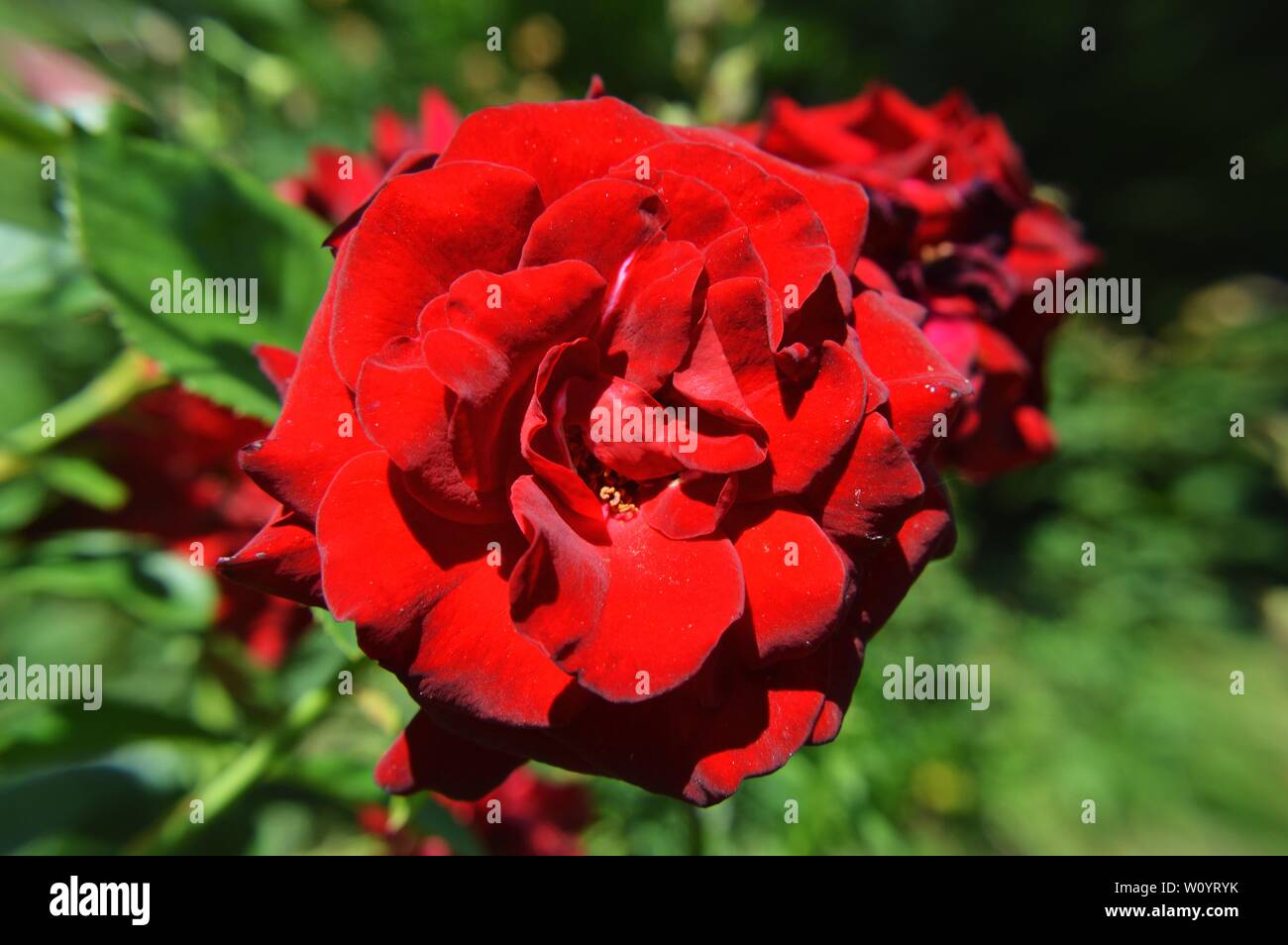 Single macro rose flower plant Stock Photo - Alamy