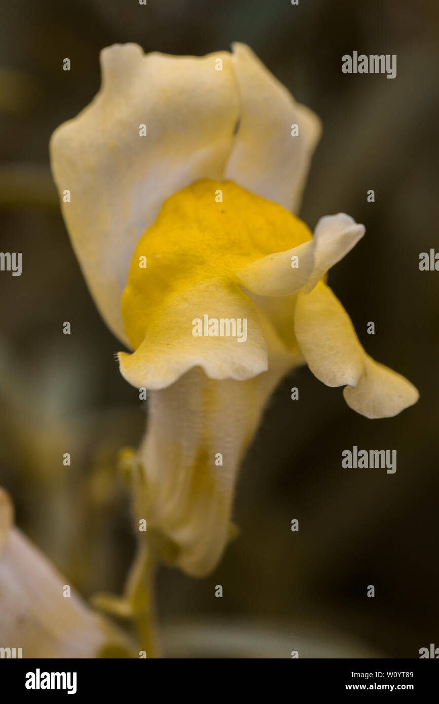 Dragon flower hi-res stock photography and images - Alamy