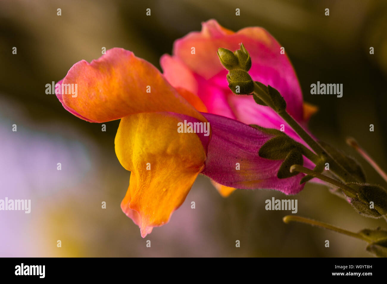 Dragon flower hi-res stock photography and images - Alamy