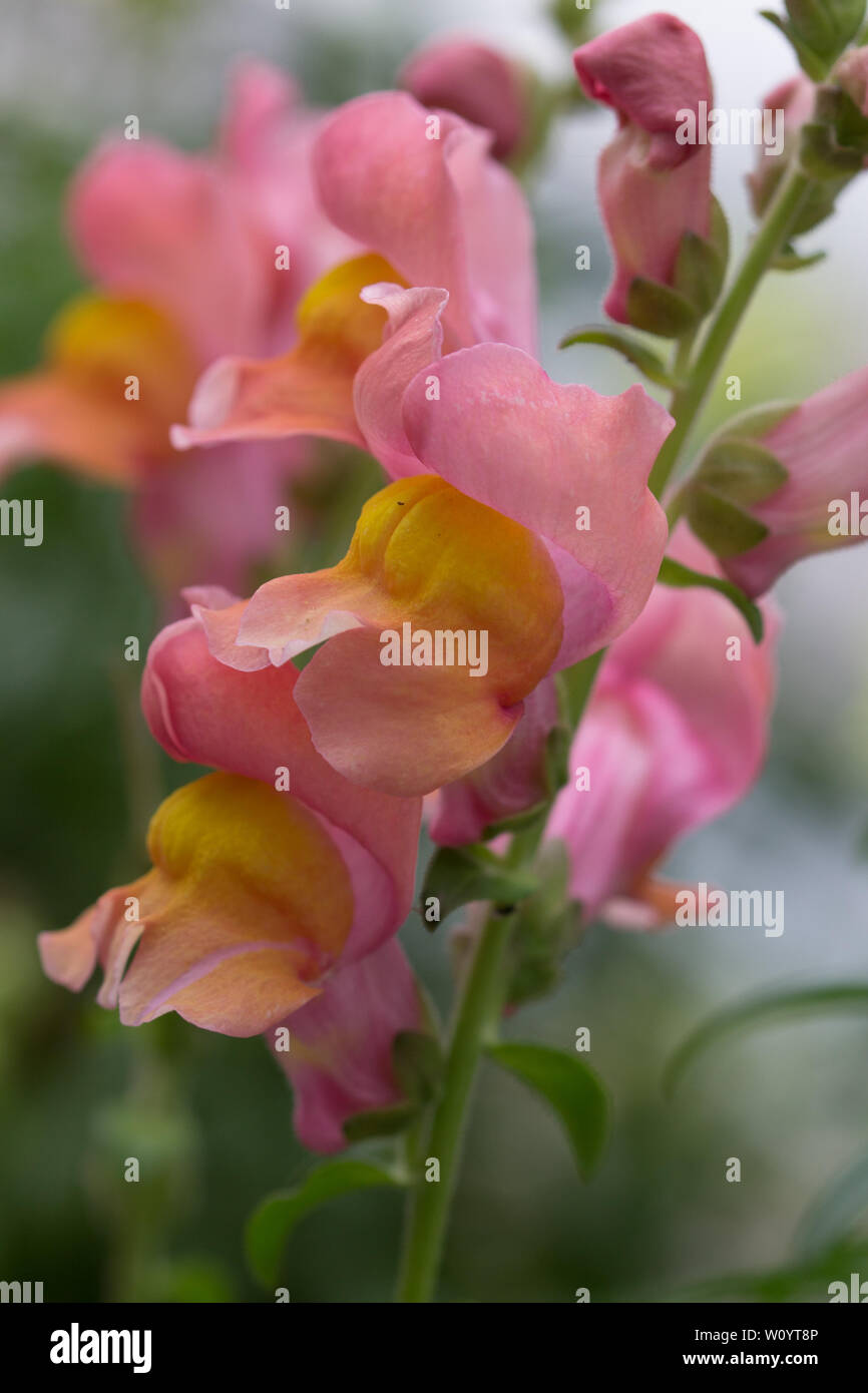 Dragon flower hi-res stock photography and images - Alamy