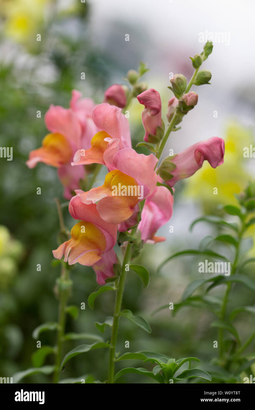 Dragon flower hi-res stock photography and images - Alamy