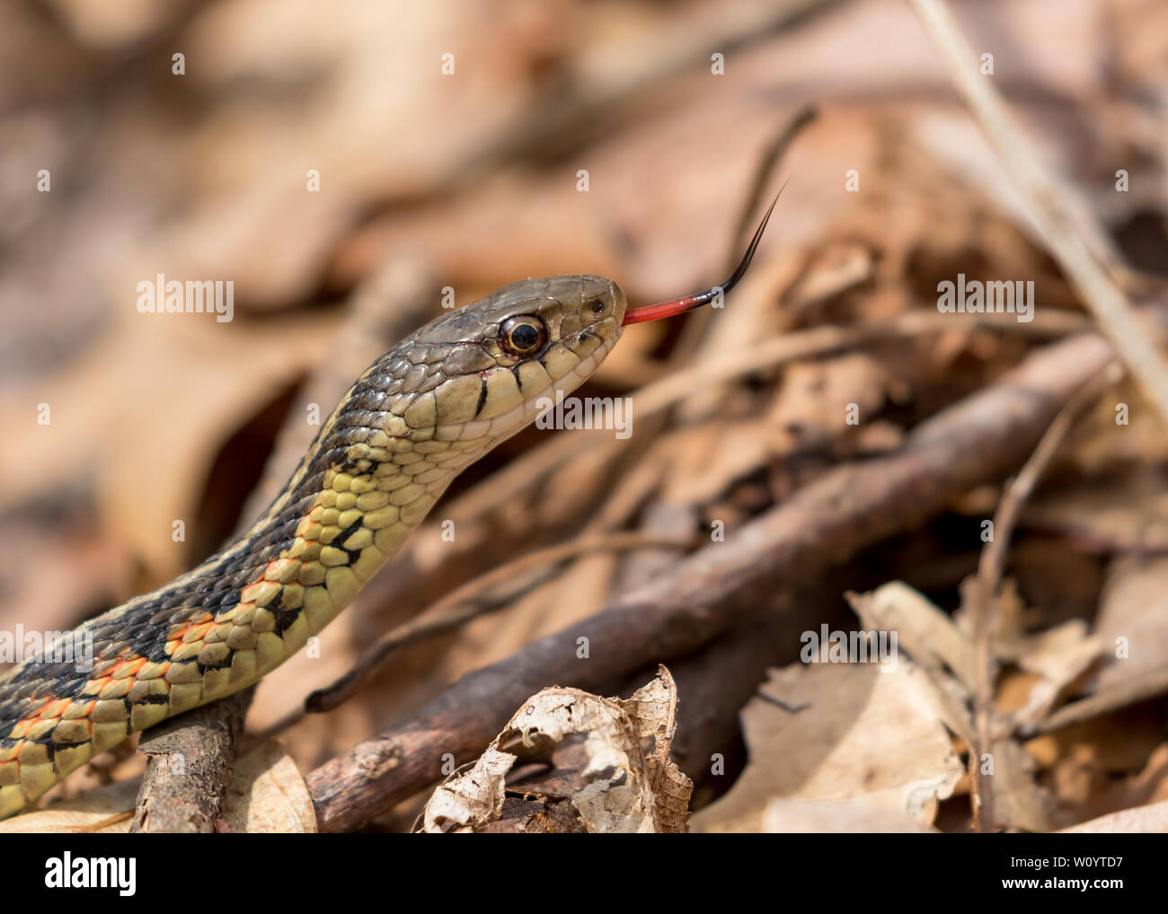 Garter snake on brown log and leaves on forest floor in spring Stock ...
