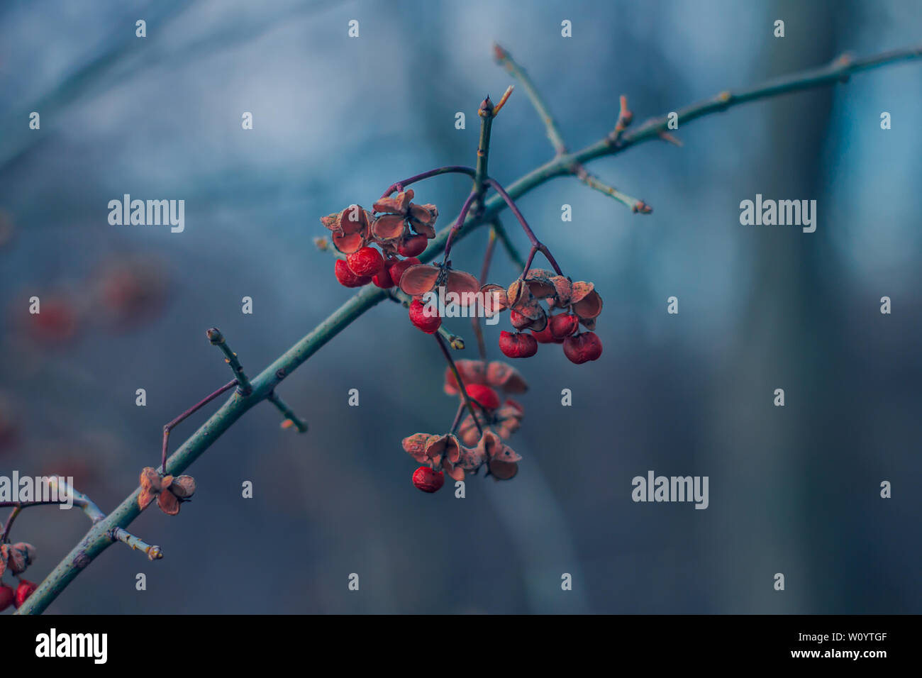 small red berries in winter Stock Photo - Alamy