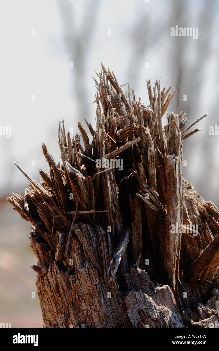 broken tree stump Stock Photo - Alamy