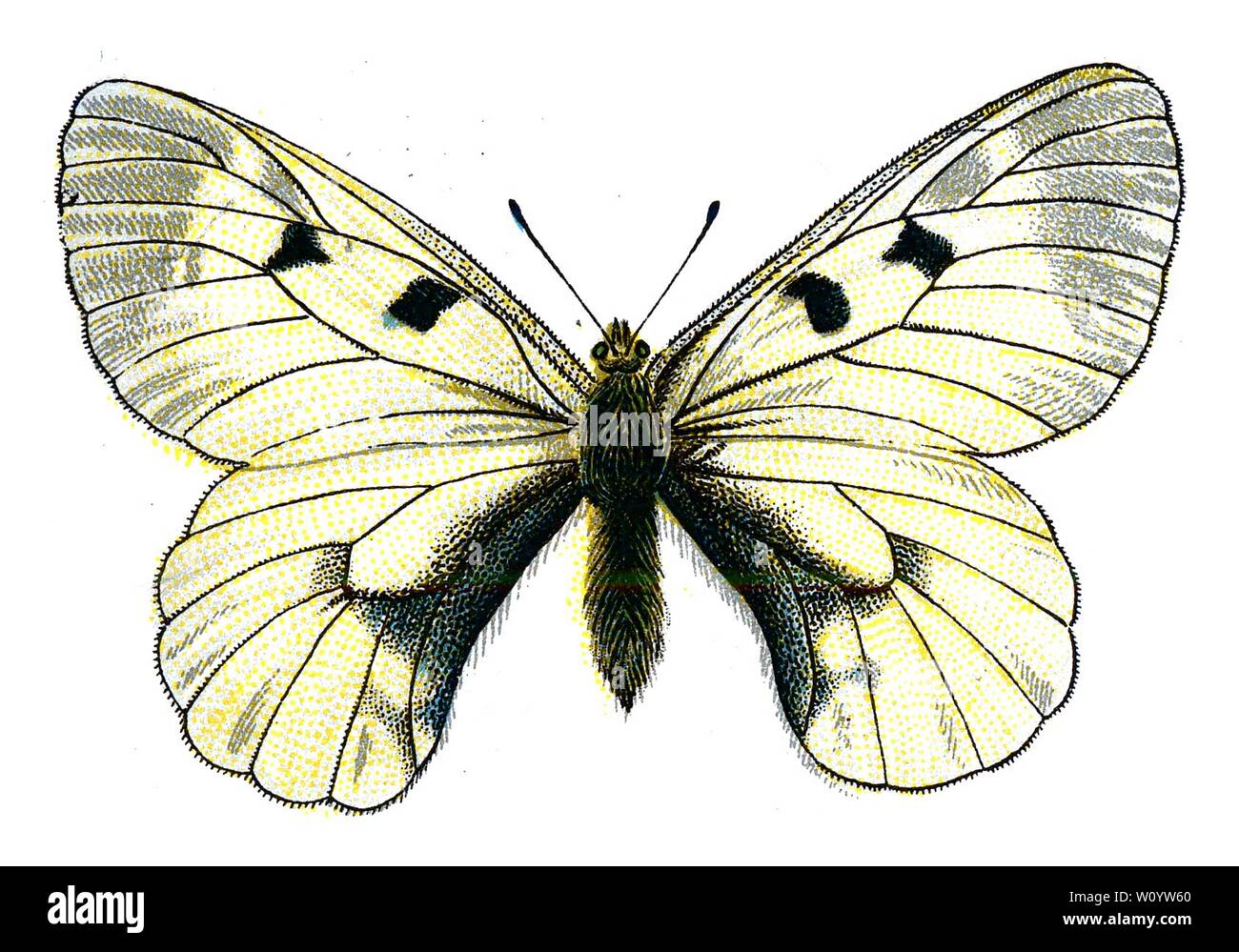 Parnassius mnemosyne, The Clouded Apollo Butterfly - Color Butterfly ...