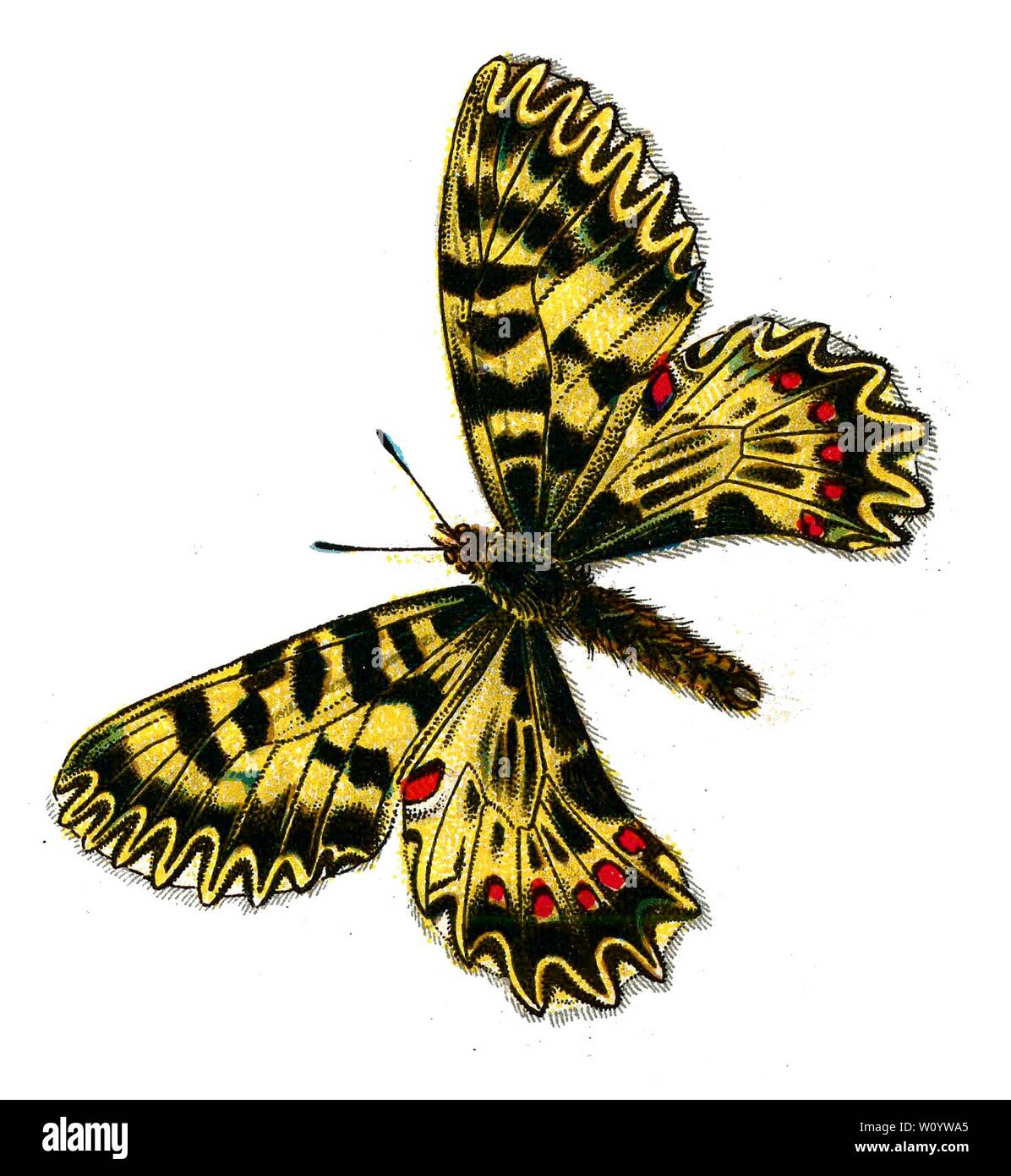 - Color Butterfly Lithograph from 1895 book, "Europe’s Best-Known ...