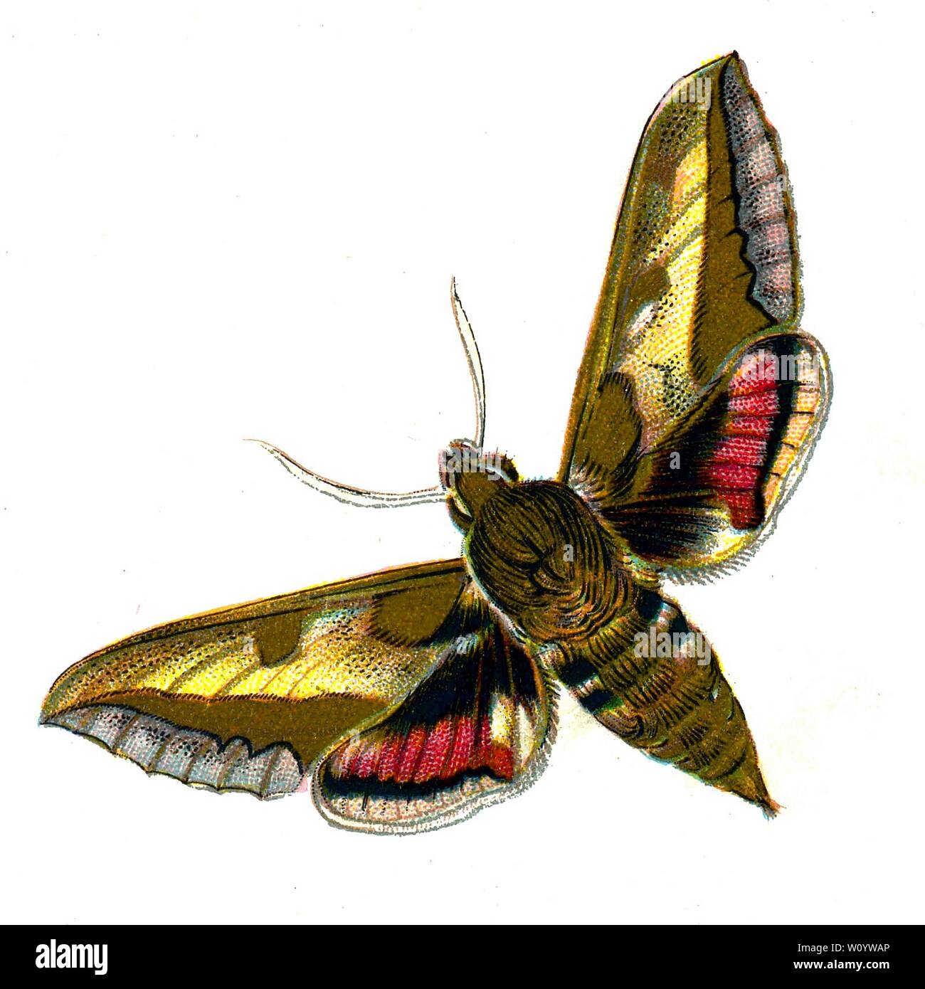 Butterfly images to colour Cut Out Stock Images & Pictures - Alamy