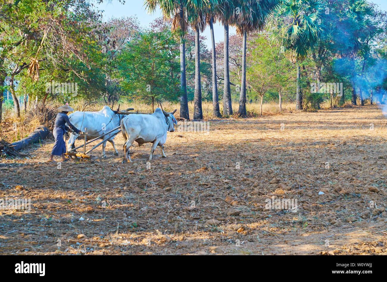 The farmer tills the field before planting the seeds, using two zebu ...