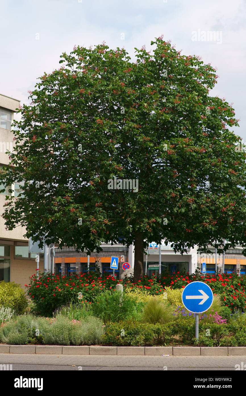 A red fruit-bearing ornamental tree on the traffic island of a ...
