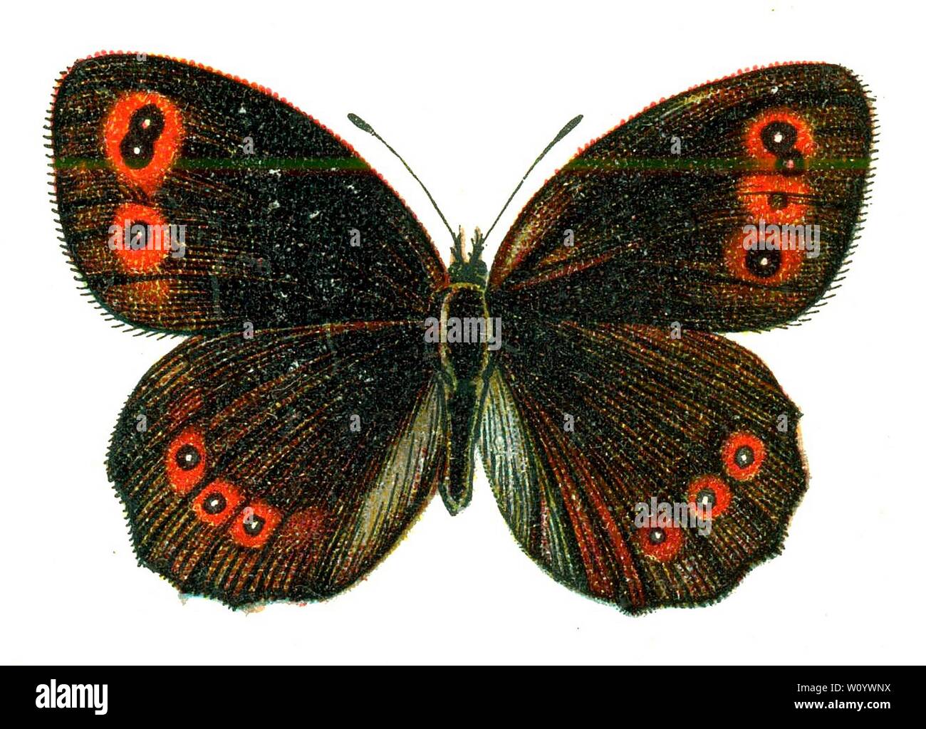 Erebia aethiops, The Scotch Argus Butterfly - Color Butterfly / Moth ...