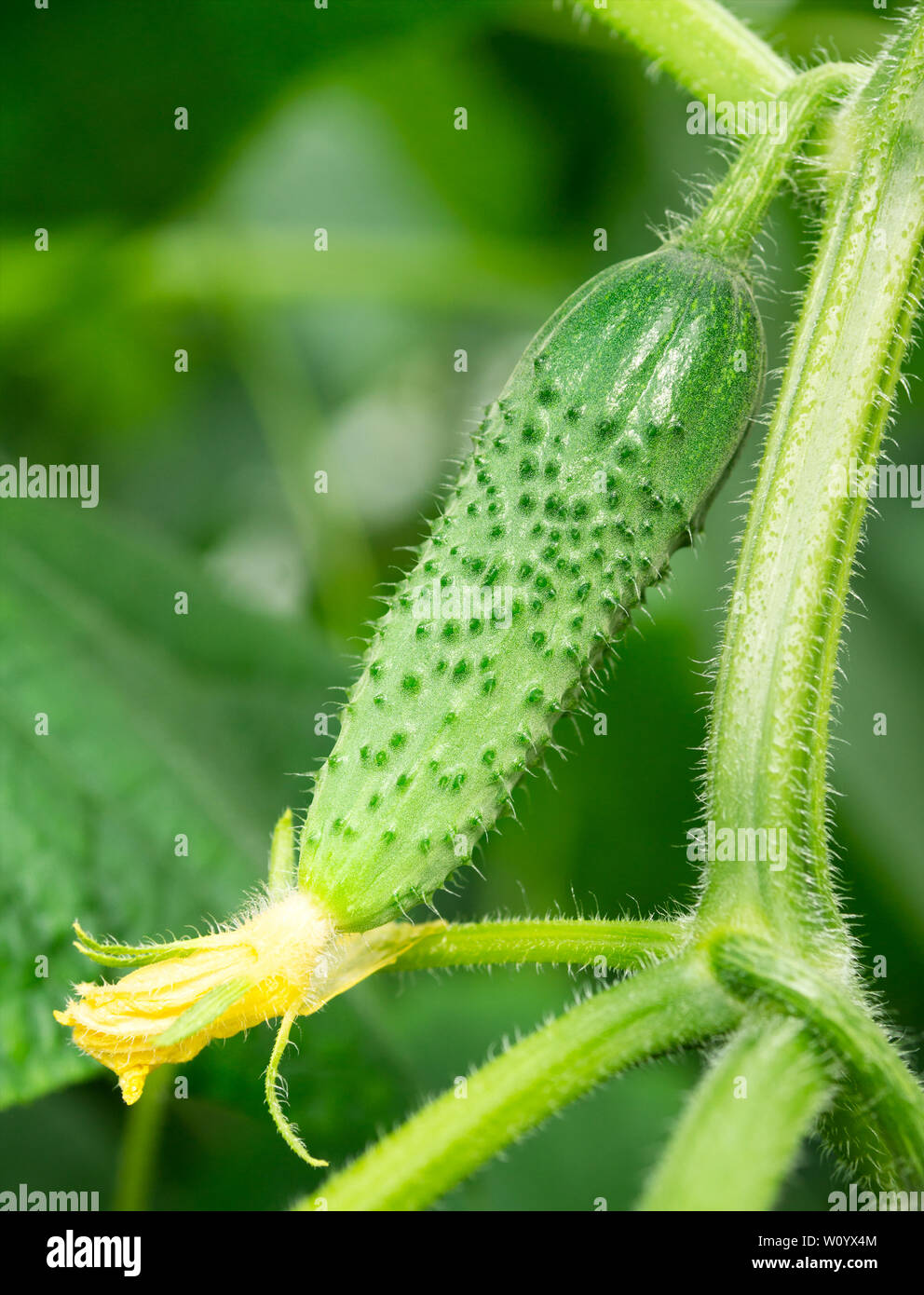 Vitamin cucumber hi-res stock photography and images - Alamy