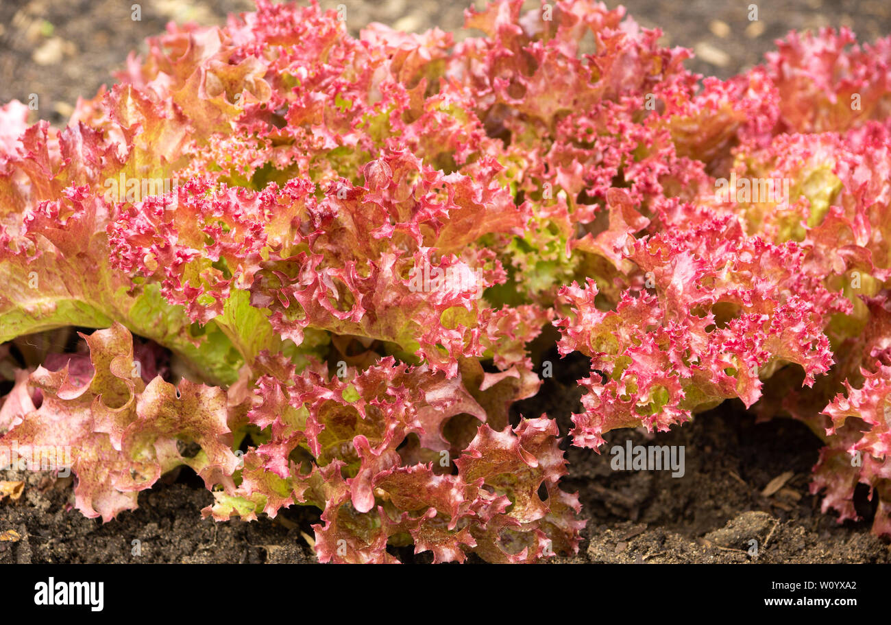 Red leaves lettuce hi-res stock photography and images - Alamy