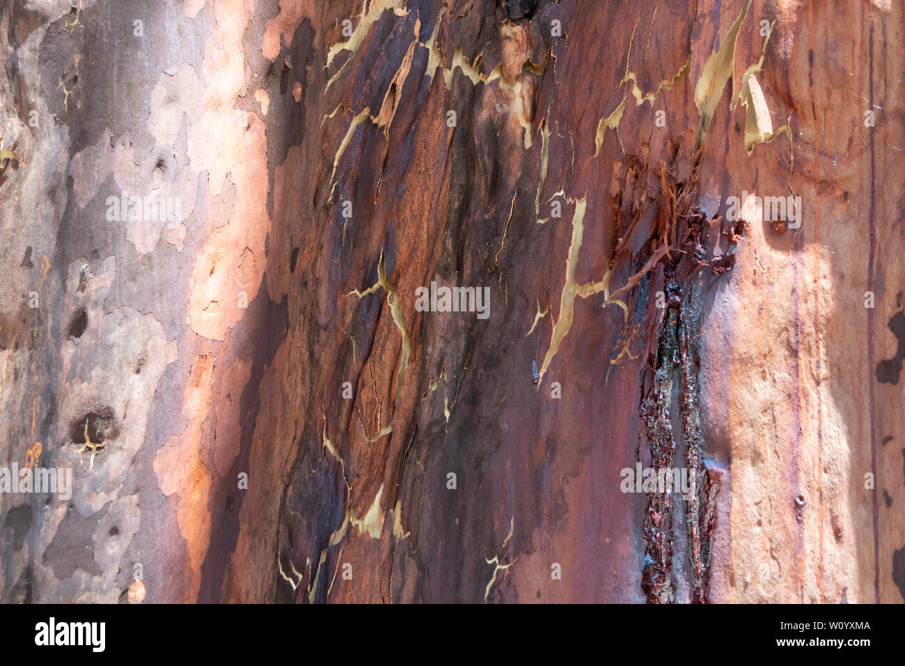 Tree Bark on a Gum Tree in the Australian outback Stock Photo - Alamy