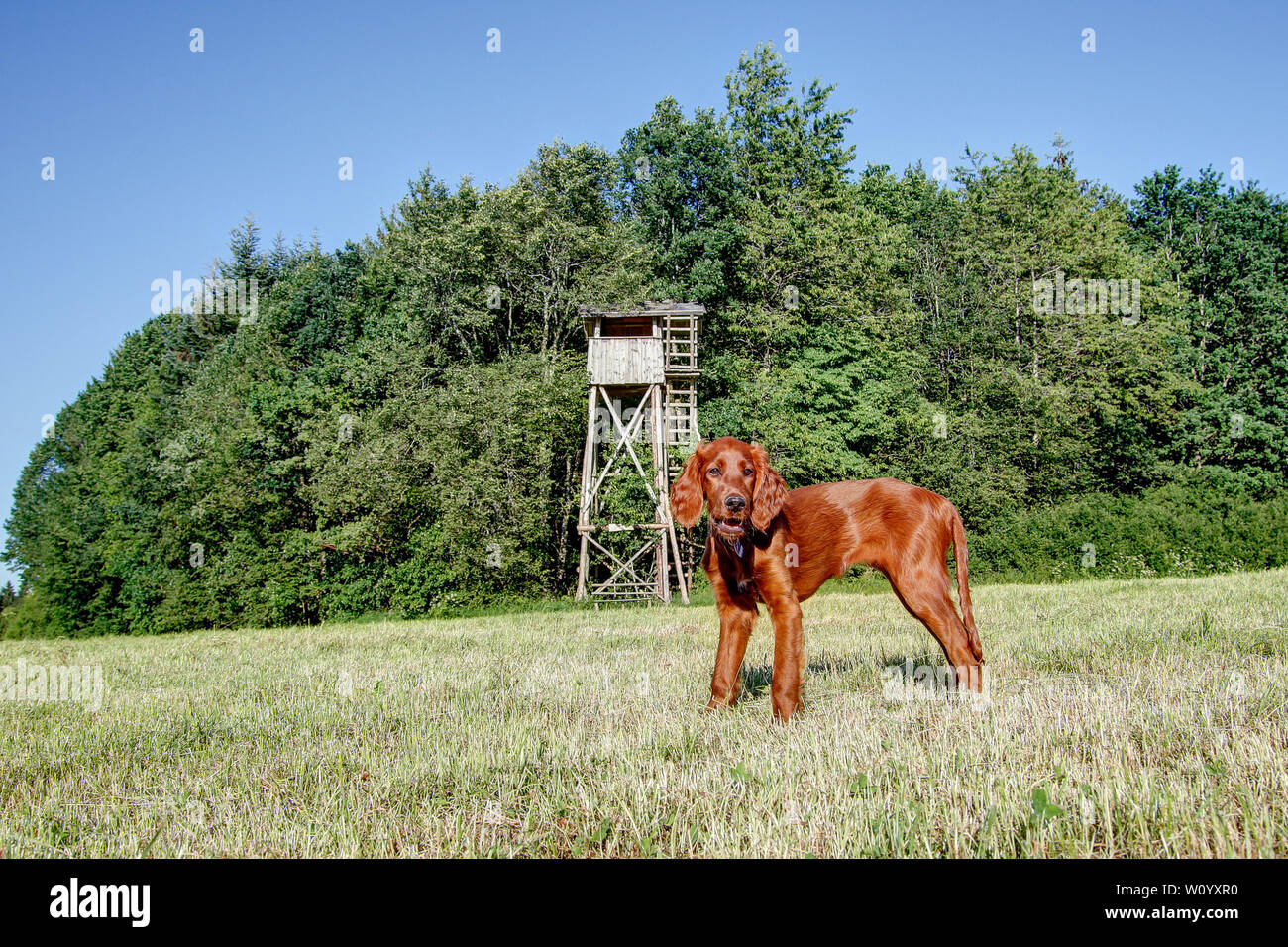 On a sunny afternoon a beautiful fifteen-week-old irish setter puppy ...