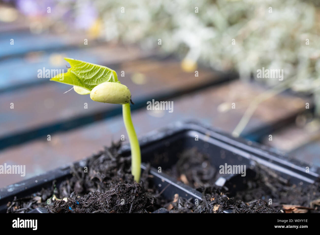 Fresh Germinated Little French Bean Seedling in Pot Stock Photo - Alamy