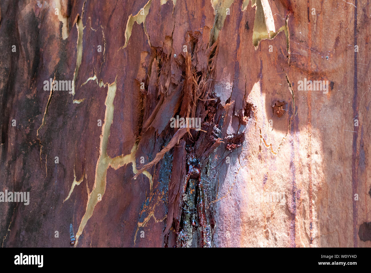 Tree Bark on a Gum Tree in the Australian outback Stock Photo - Alamy