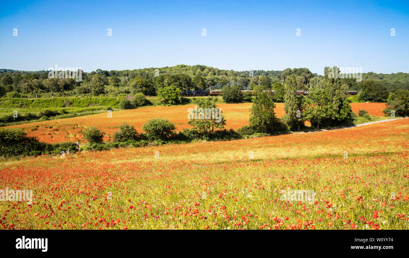 Steam train poppies hi-res stock photography and images - Alamy