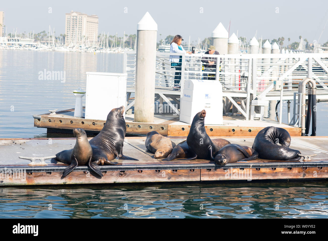 Sea lions and seals resting on a pier at Fisherman Village, Marina del ...