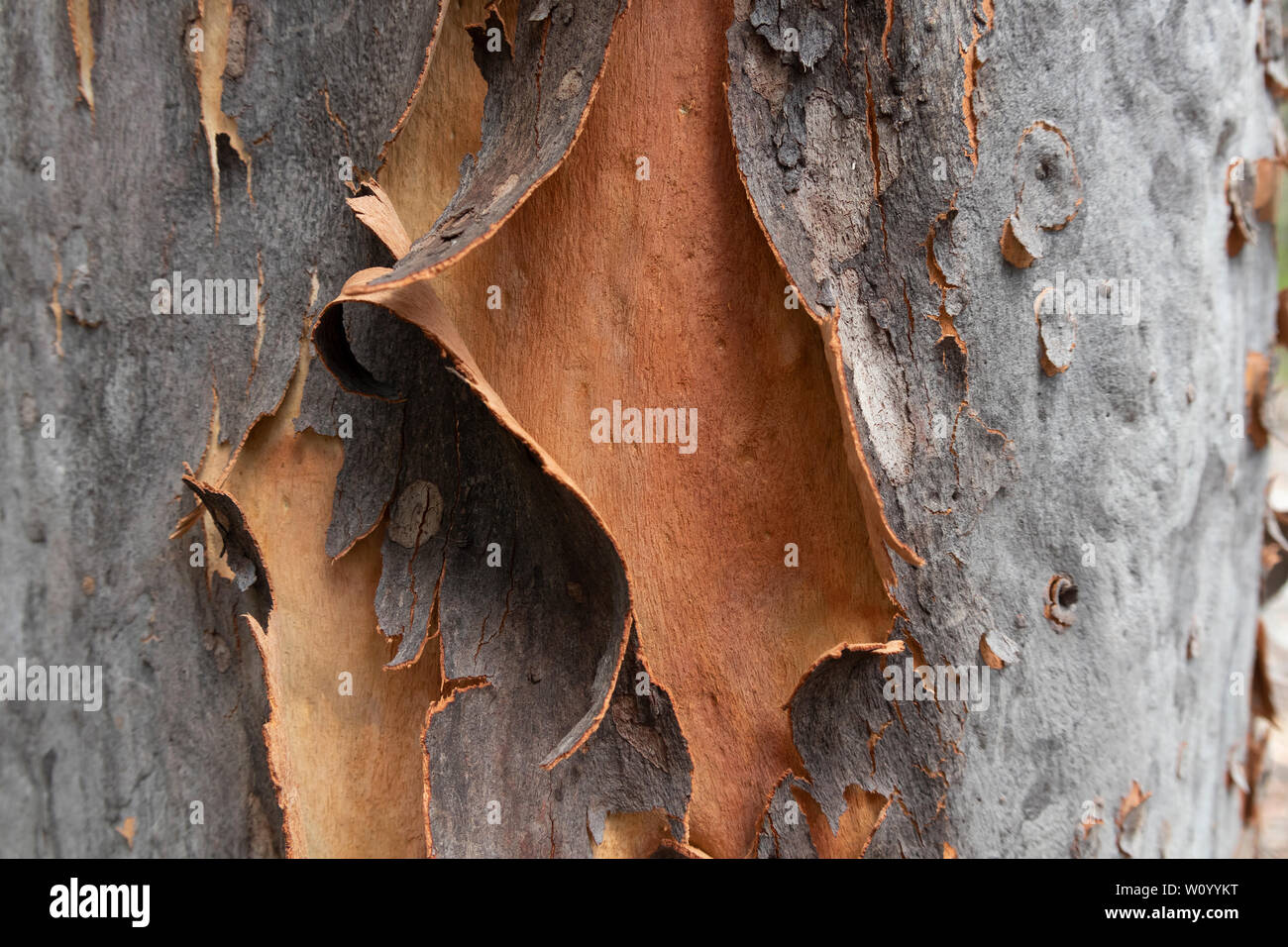Tree Bark on a Gum Tree in the Australian outback Stock Photo - Alamy