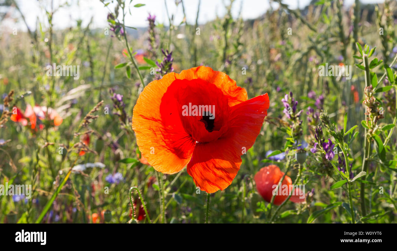 Beautiful poppy blossom in a field Stock Photo - Alamy