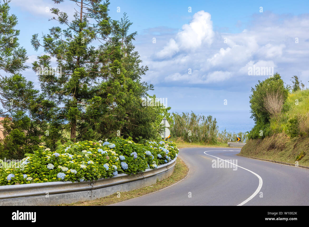 Wild growing hydrangeas on Sao Miguel island, Azores archipelago ...