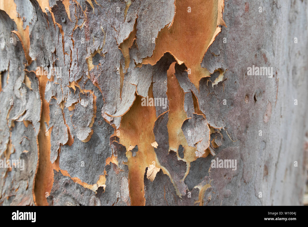 Tree Bark on a Gum Tree in the Australian outback Stock Photo - Alamy