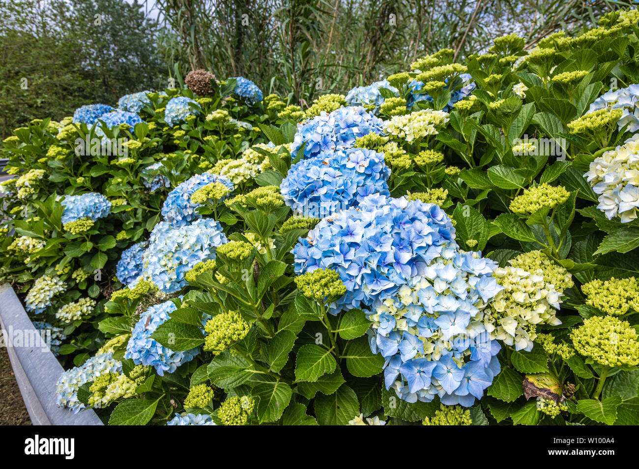 Wild growing hydrangeas on Sao Miguel island, Azores archipelago ...