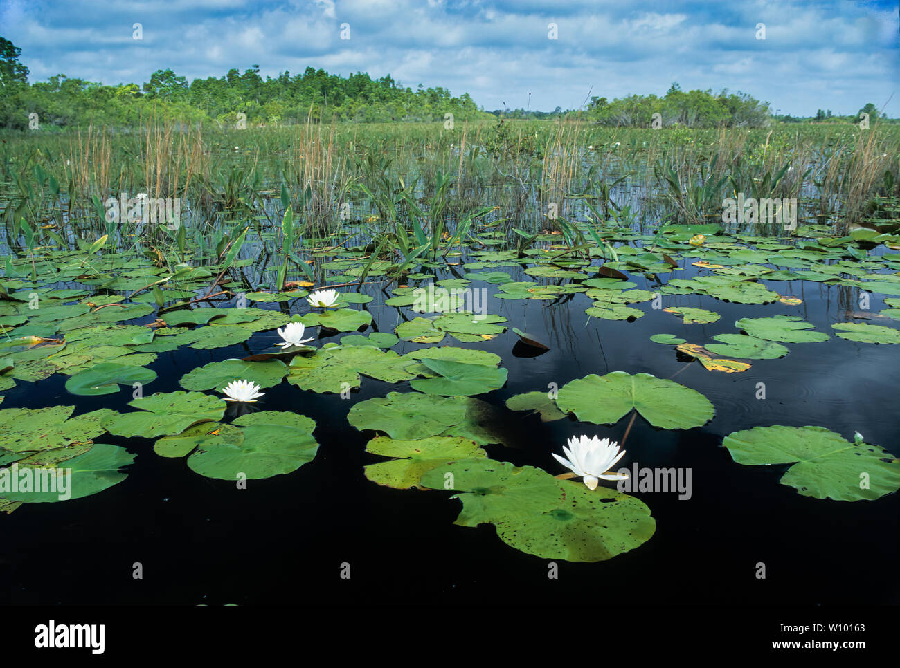 Okefenokee Swamp Plants