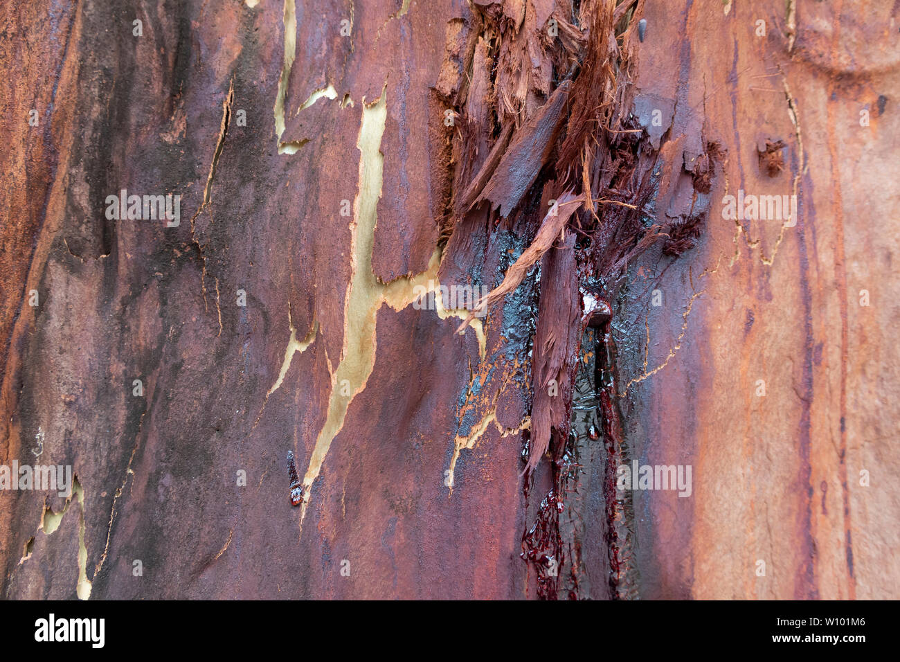 Tree Bark on a Gum Tree in the Australian outback Stock Photo - Alamy