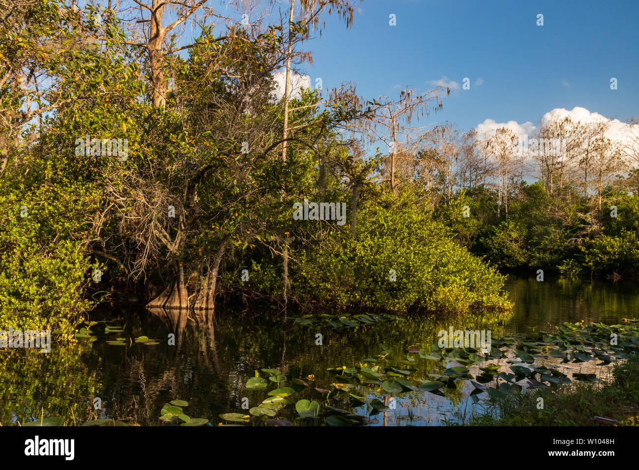 Cypress trees in the Everglades National Park, Florida, USA Stock Photo ...