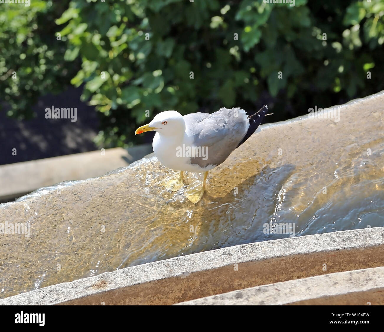 Sea gull drinking water from a park fountain Stock Photo - Alamy