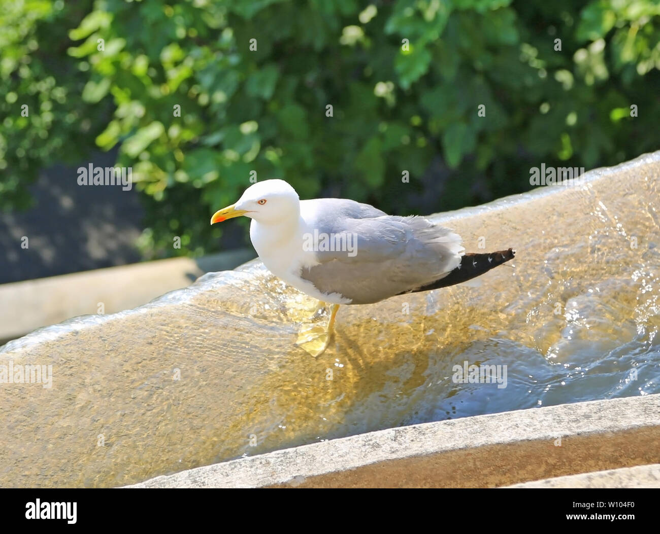 Sea gull drinking water from a park fountain Stock Photo - Alamy