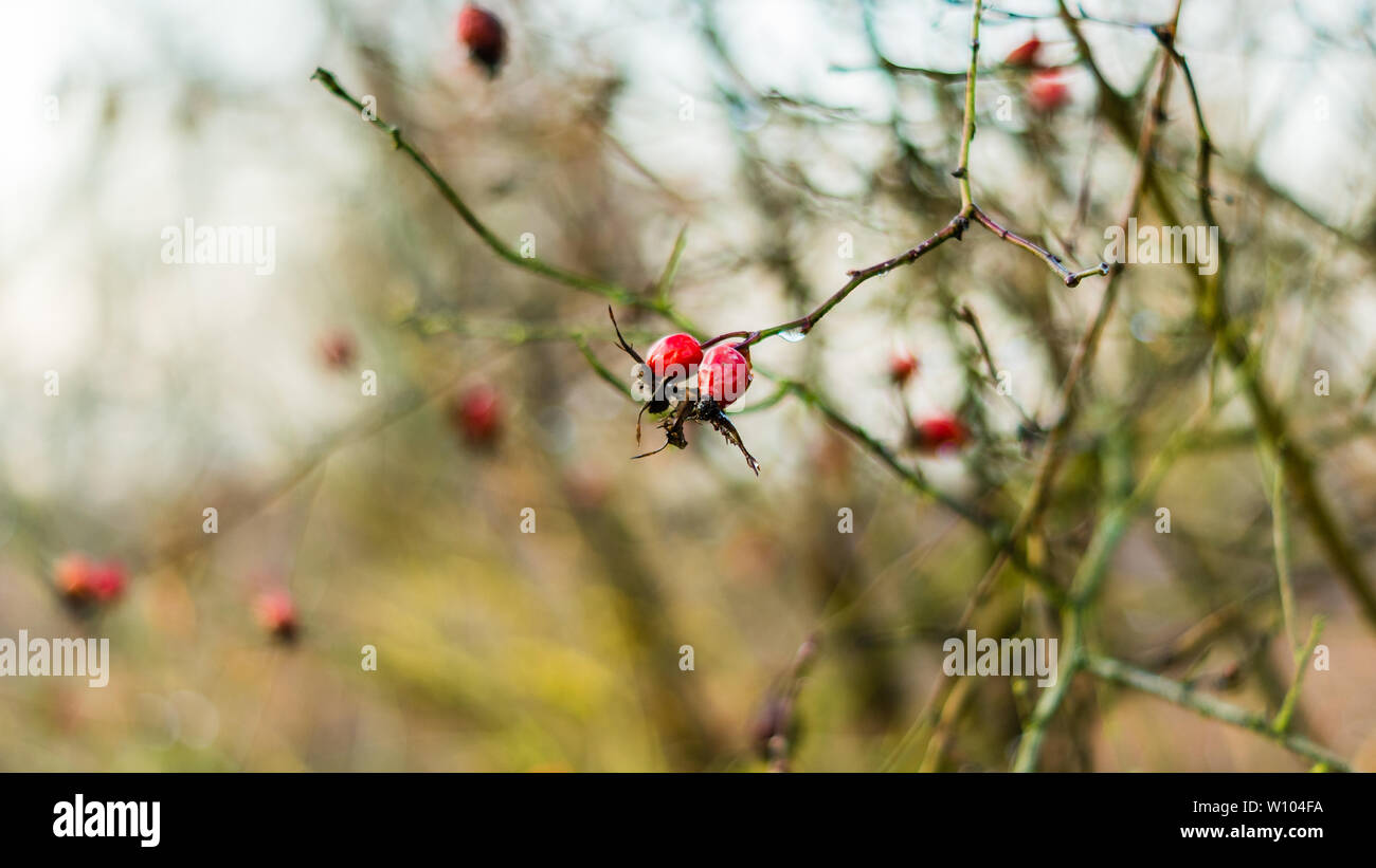 Macro wild rose hips in natural light Stock Photo - Alamy